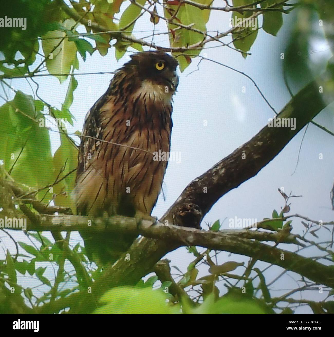 Brown Fish-Owl (Ketupa zeylonensis Stock Photo - Alamy