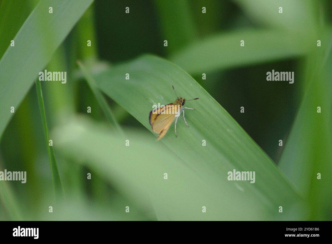 Ancyloxypha hi-res stock photography and images - Alamy