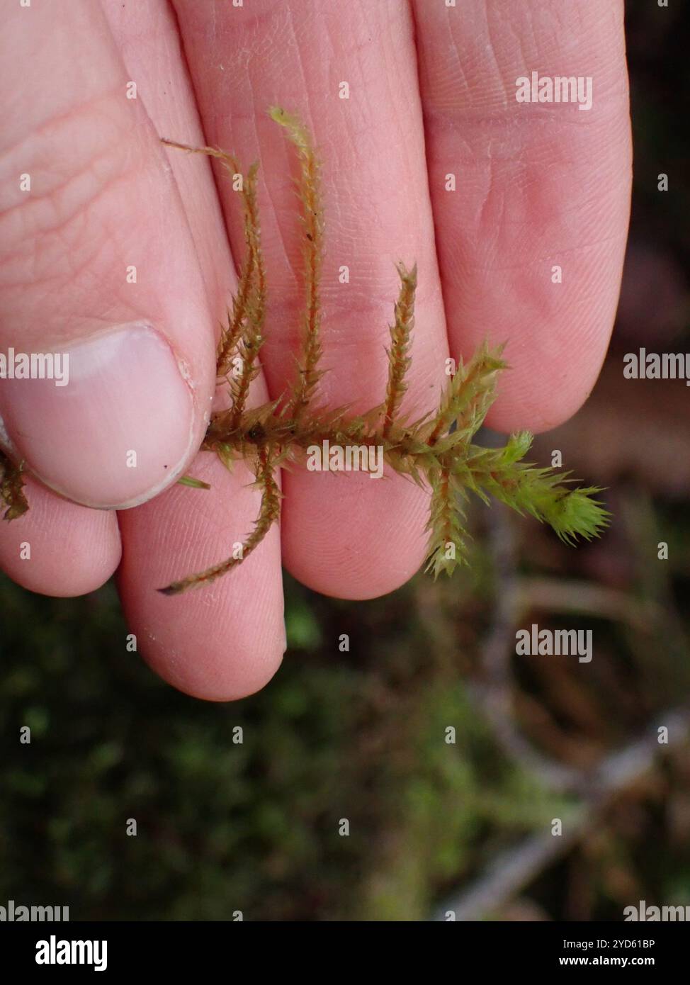 rough goose neck moss (Hylocomiadelphus triquetrus Stock Photo - Alamy