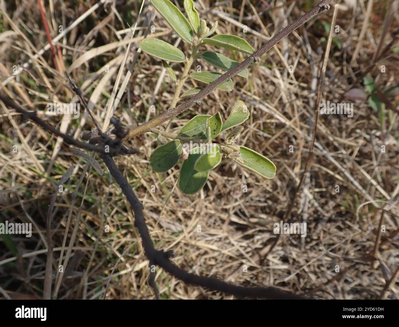 Narrow-leaved Screwtree (Helicteres angustifolia Stock Photo - Alamy