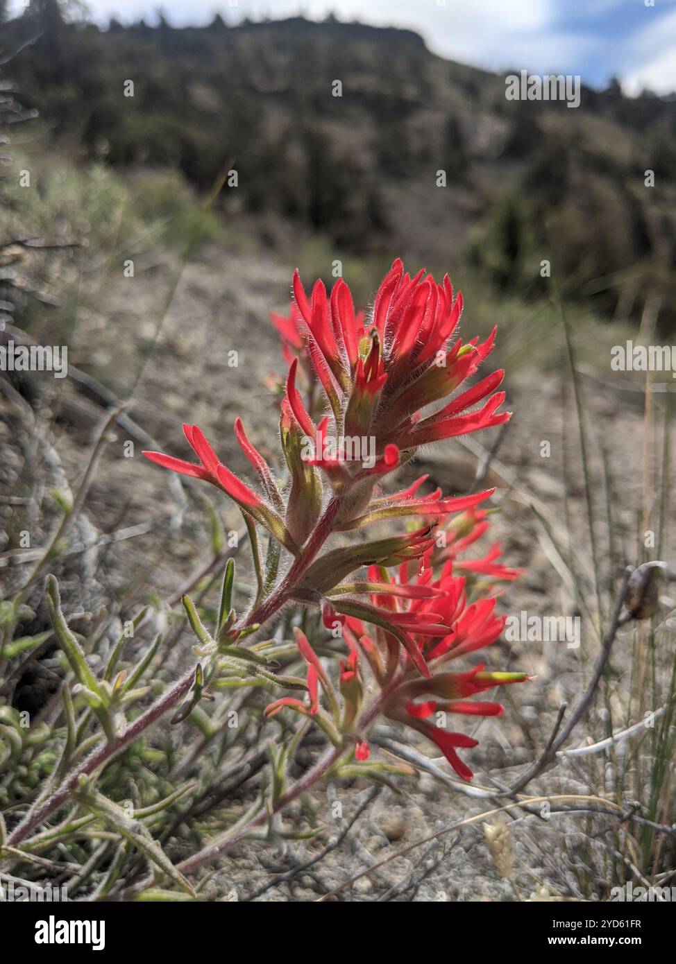 Desert Paintbrush (Castilleja chromosa Stock Photo - Alamy