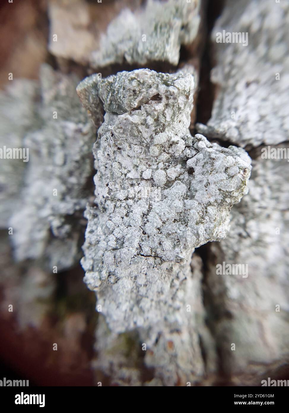 Pore lichen (Lepra albescens Stock Photo - Alamy