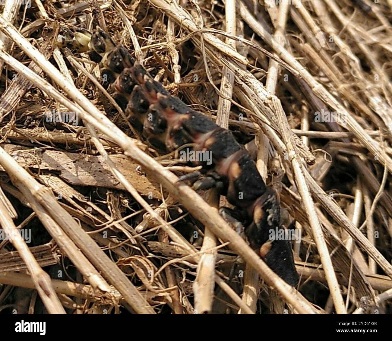 European Glow-worm (Lampyris noctiluca Stock Photo - Alamy