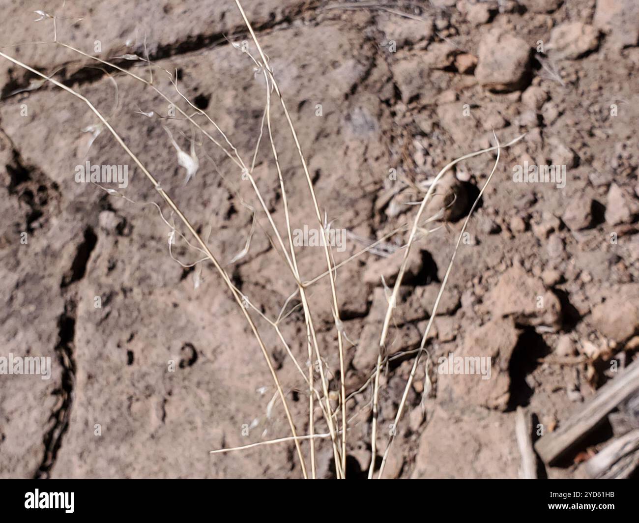 Sand Ricegrass (Eriocoma hymenoides Stock Photo - Alamy