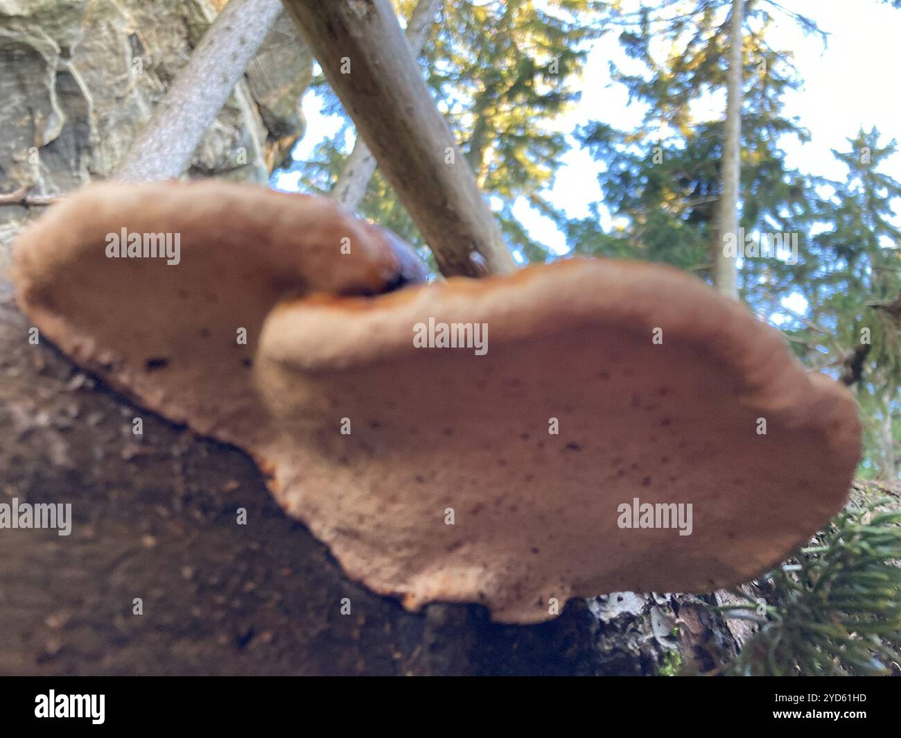 Red-banded Polypore (Fomitopsis pinicola Stock Photo - Alamy