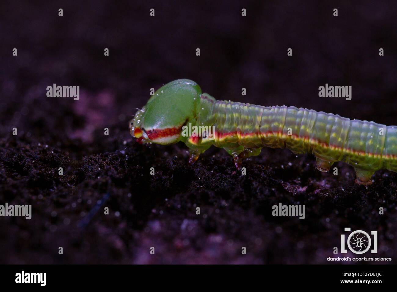 Angulose Prominent (Peridea angulosa Stock Photo - Alamy