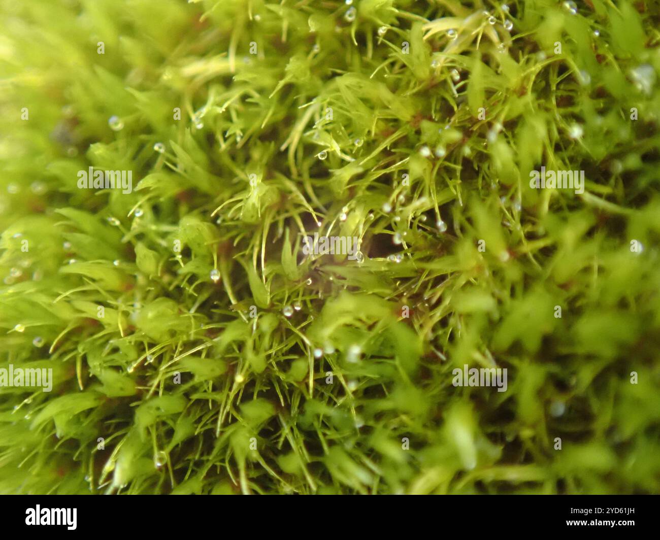 Sharp-leaved Blindia (Blindia acuta Stock Photo - Alamy