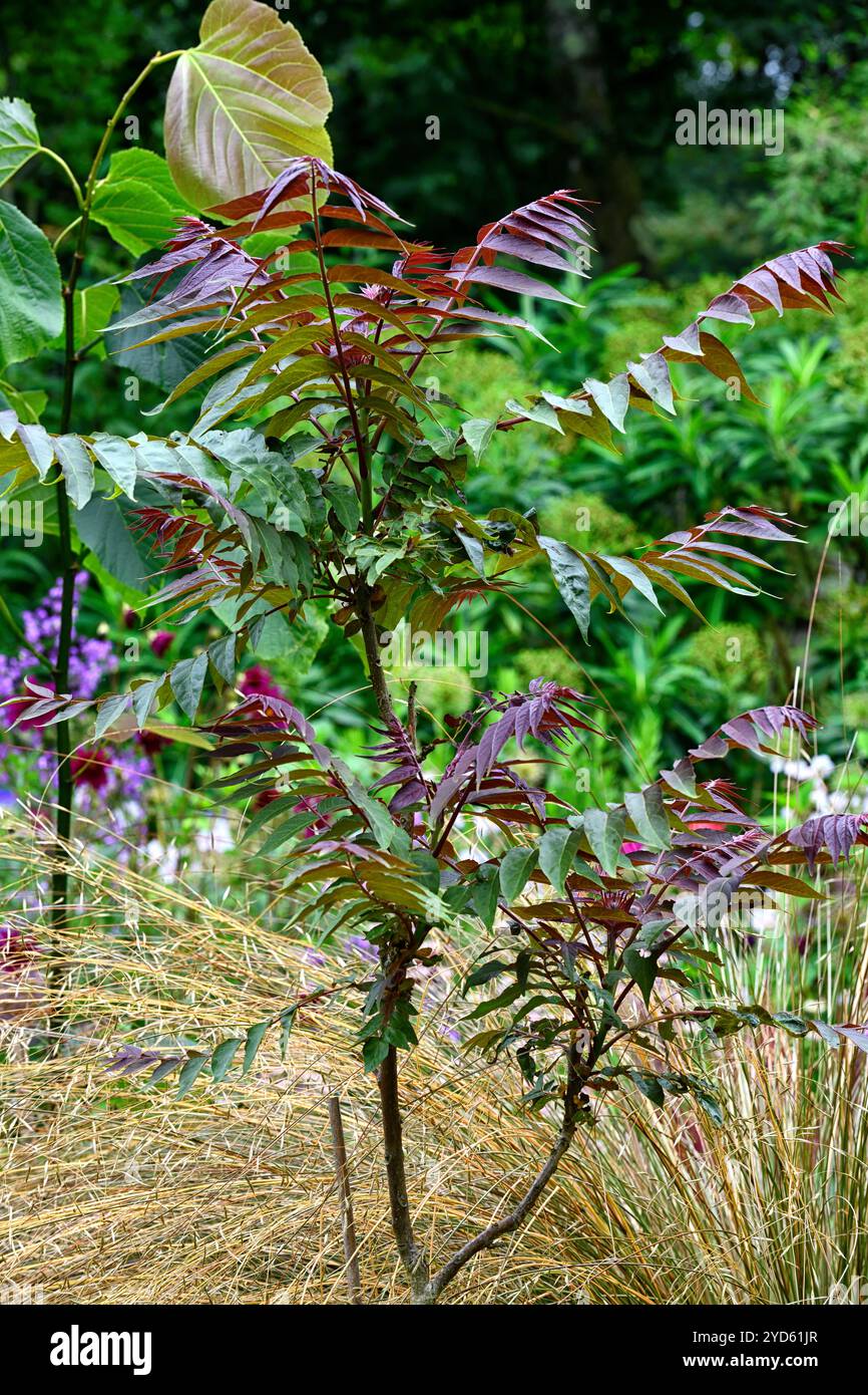 Ailanthus altissima, tree of heaven,mixed planting scheme,mixed border ...