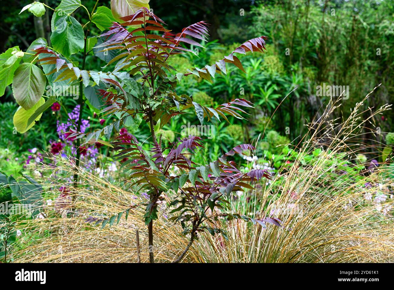 Ailanthus altissima, tree of heaven,mixed planting scheme,mixed border ...