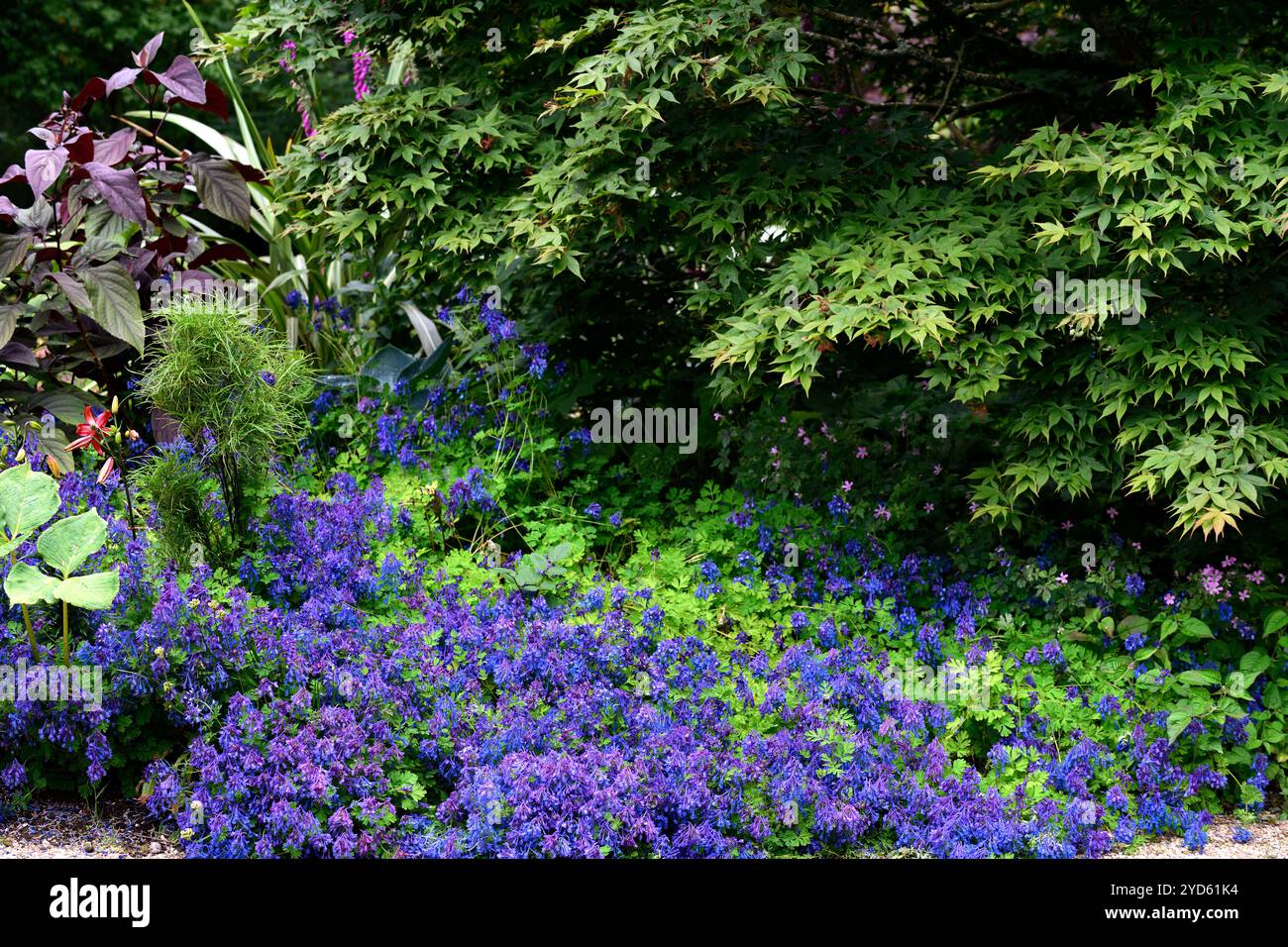 Corydalis calycosa hi-res stock photography and images - Alamy