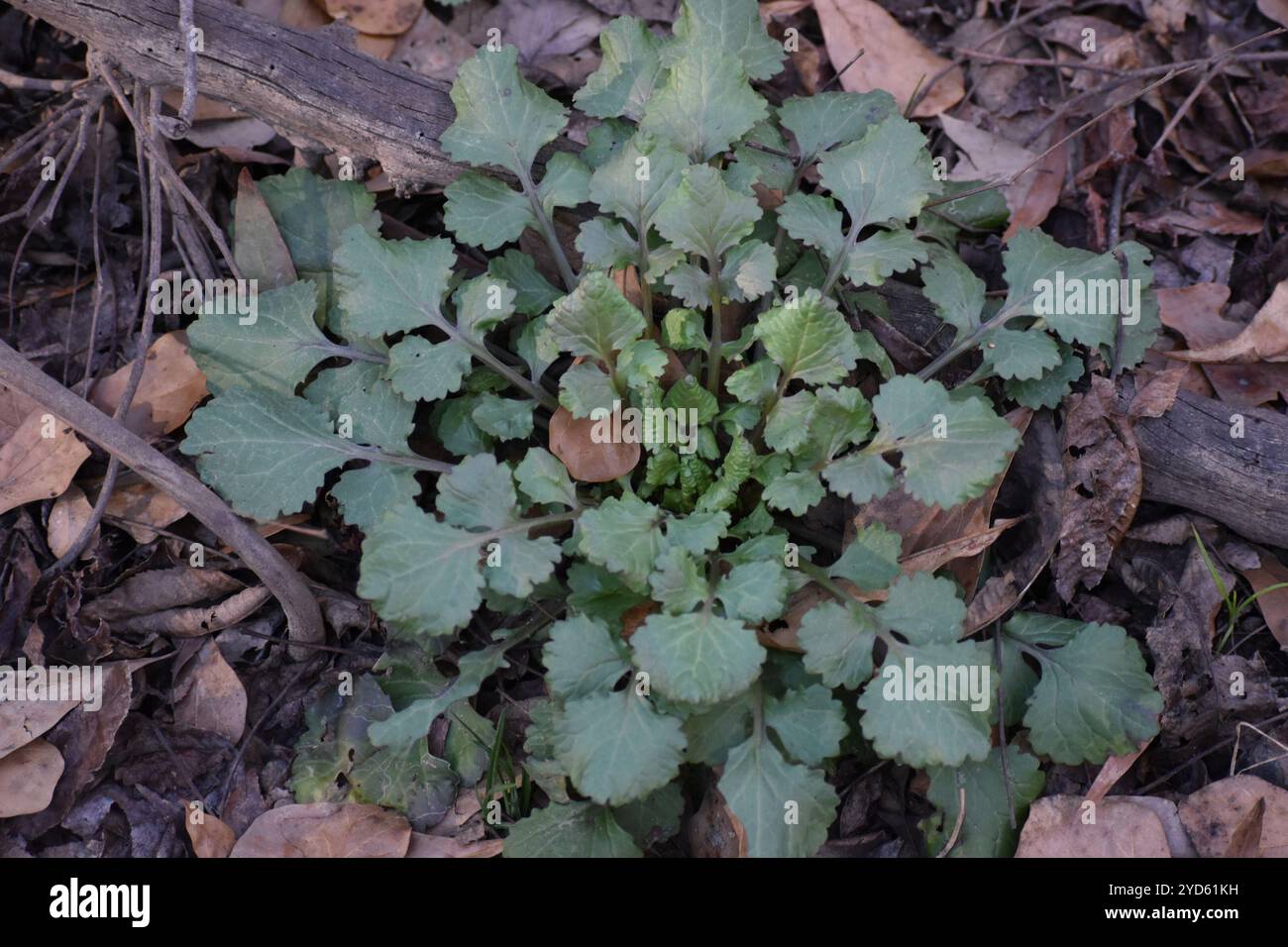 Butterweed (Packera glabella Stock Photo - Alamy
