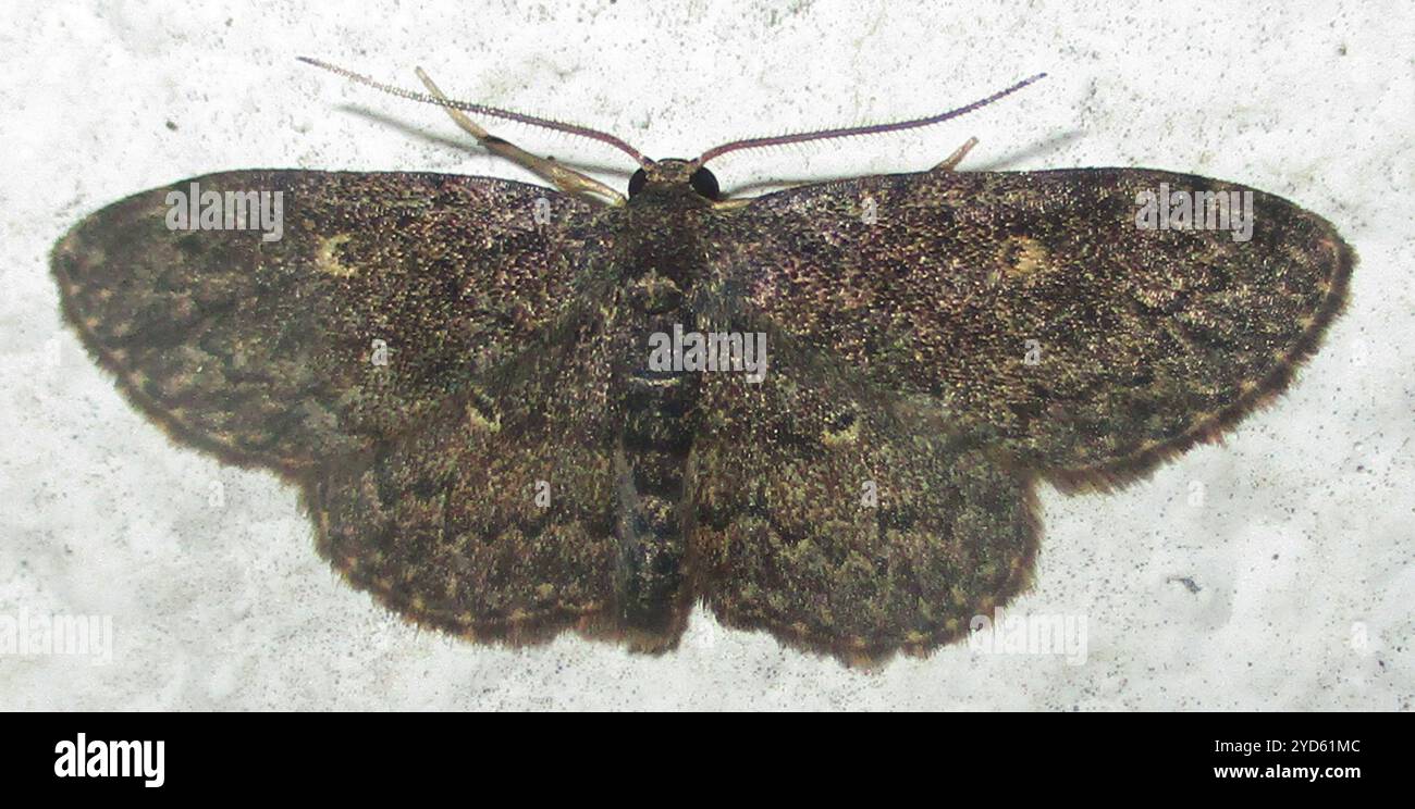 Butterflies and Moths (Lepidoptera Stock Photo - Alamy