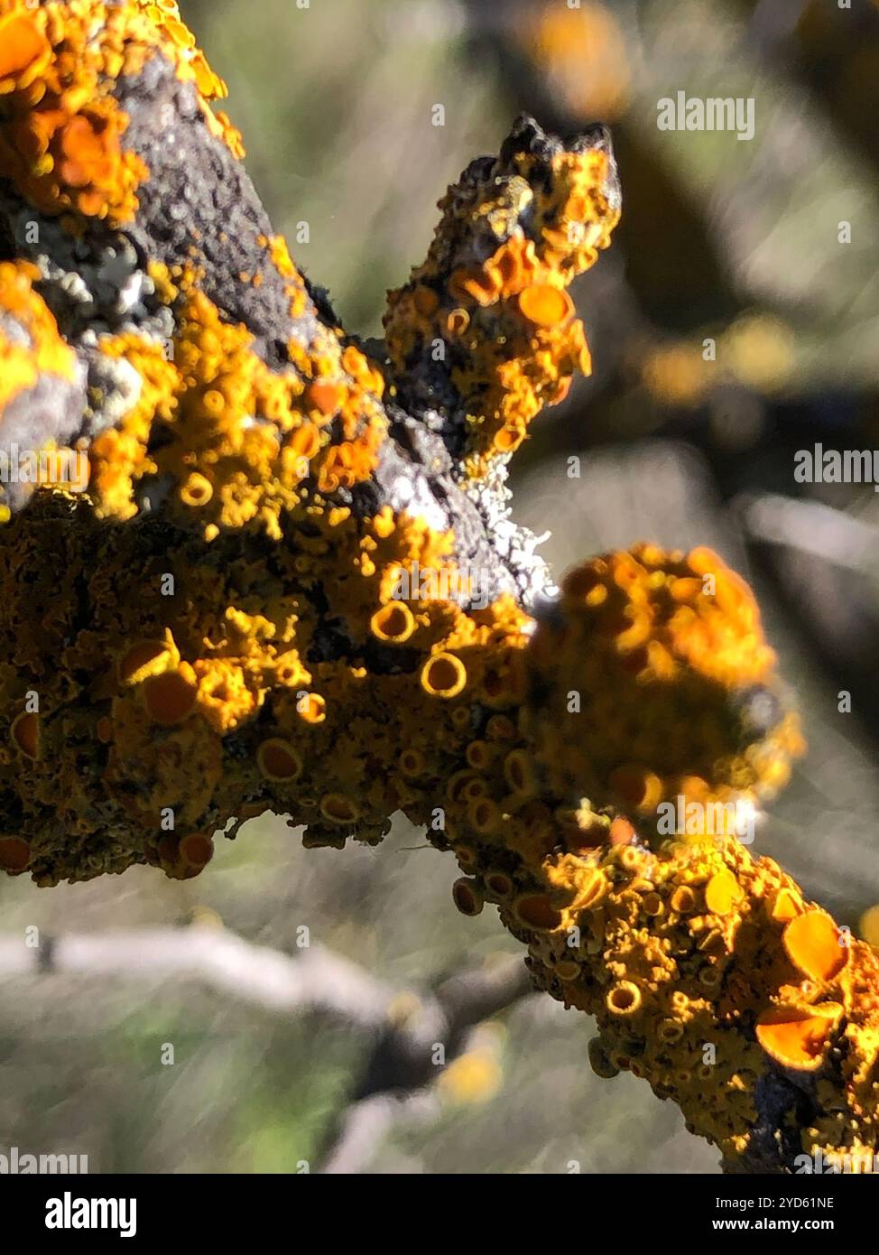 Pin-cushion Sunburst Lichen (Polycauliona polycarpa Stock Photo - Alamy
