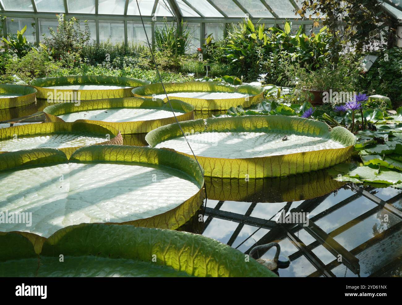 Greenhouse with Victoria Amazonicas water lilys and tropical vegetation ...