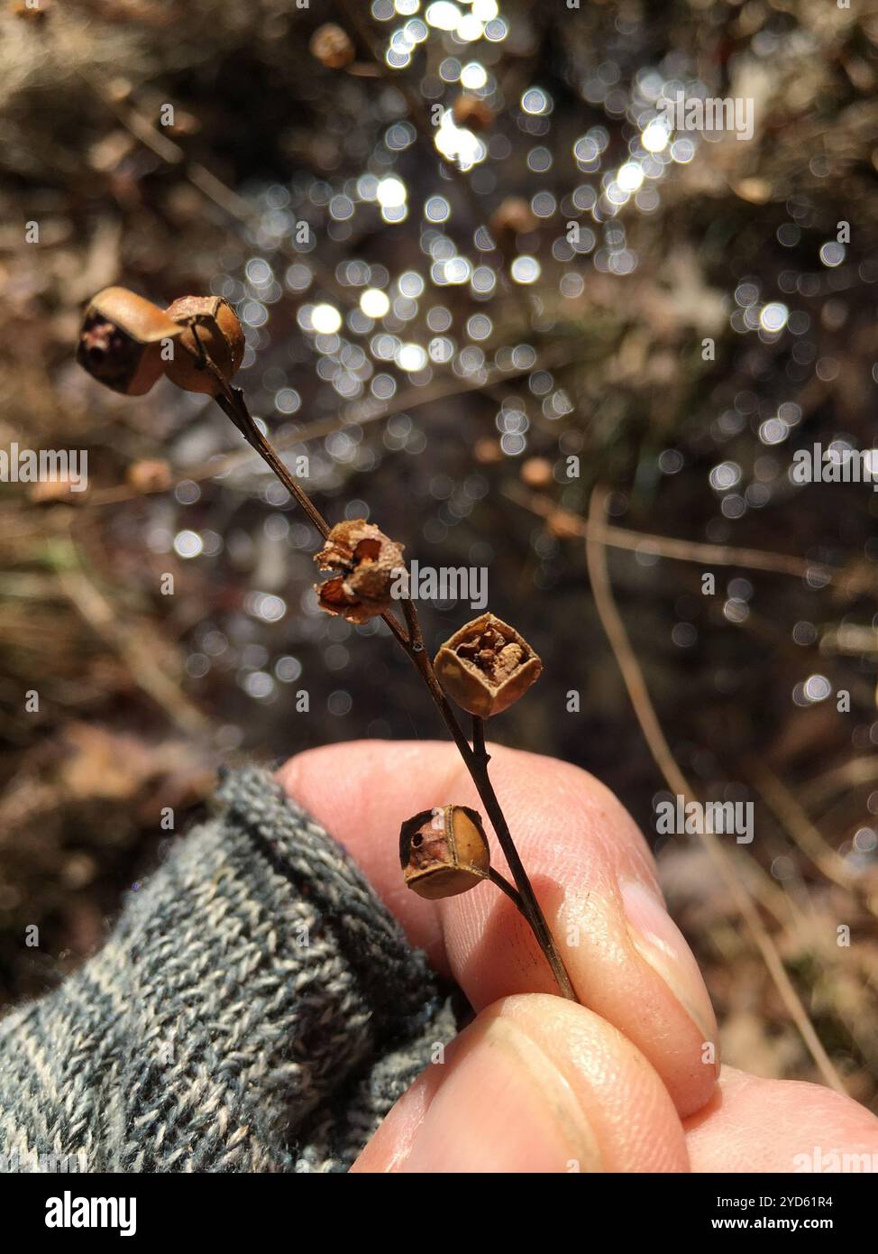 Seedbox (Ludwigia alternifolia Stock Photo - Alamy