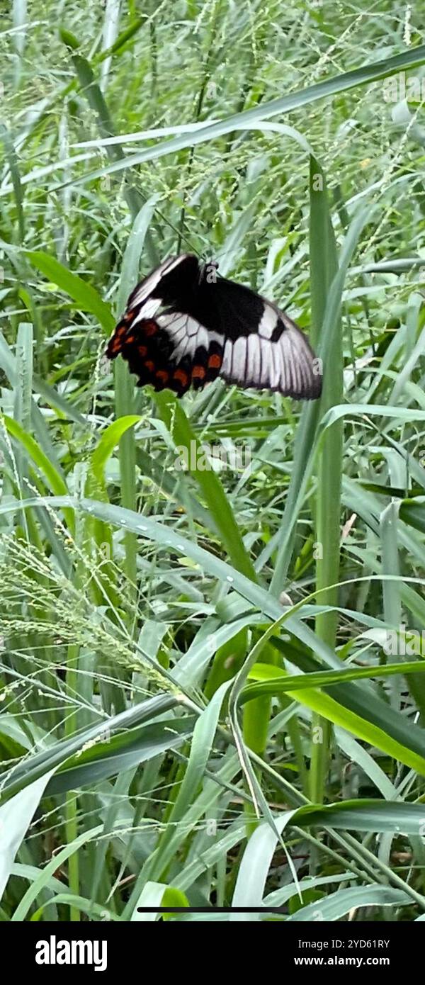 Orchard Swallowtail (Papilio aegeus Stock Photo - Alamy