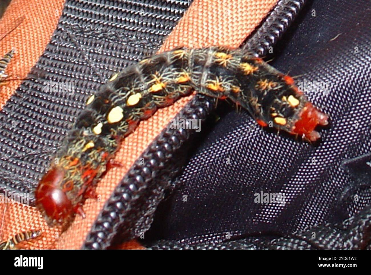 Owlet Moths and Allies (Noctuoidea Stock Photo - Alamy