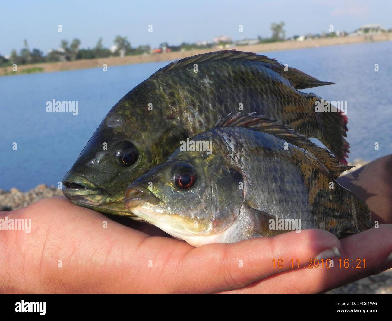 Mozambique Tilapia (Oreochromis mossambicus Stock Photo - Alamy