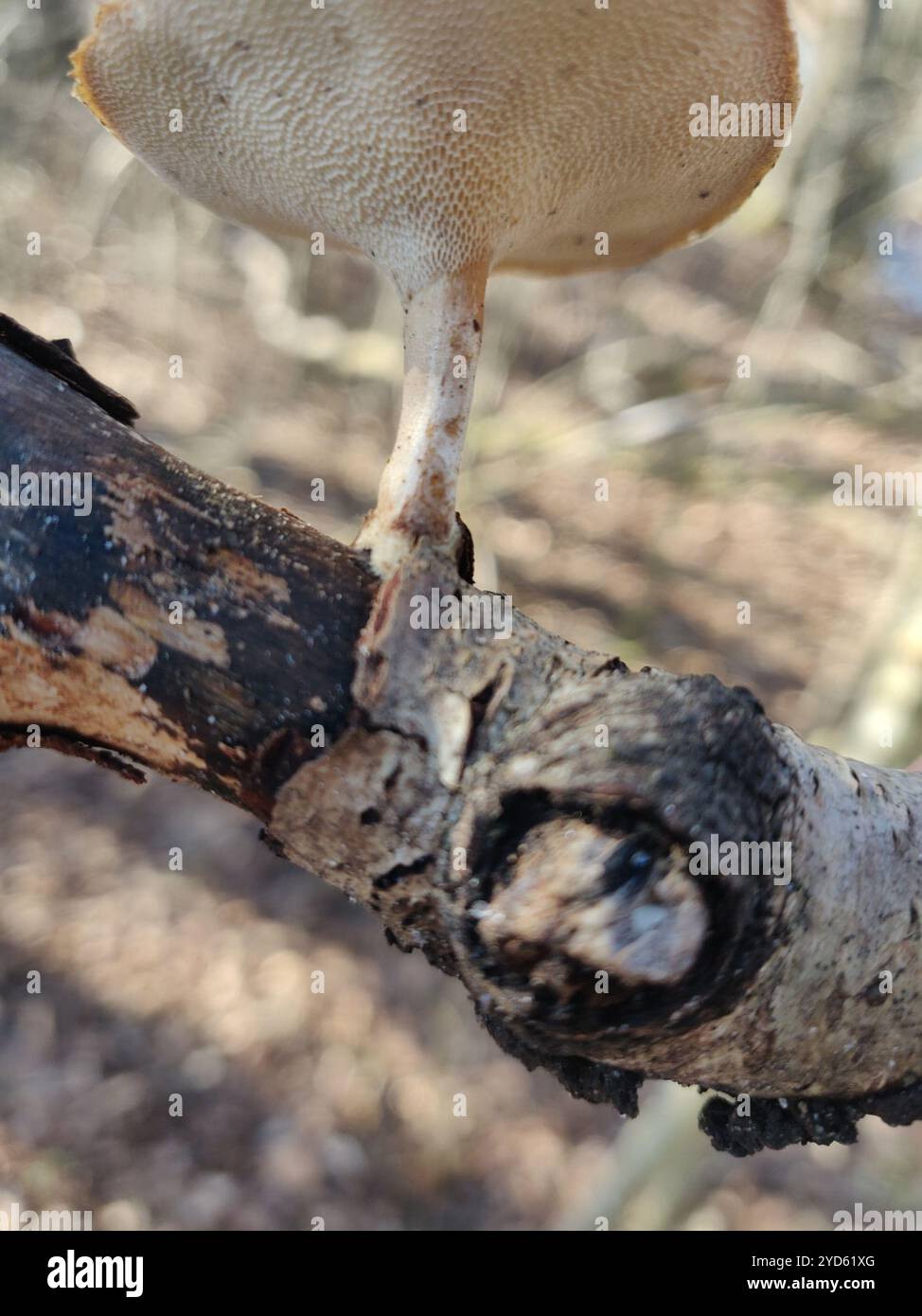 Winter polypore (Lentinus brumalis Stock Photo - Alamy
