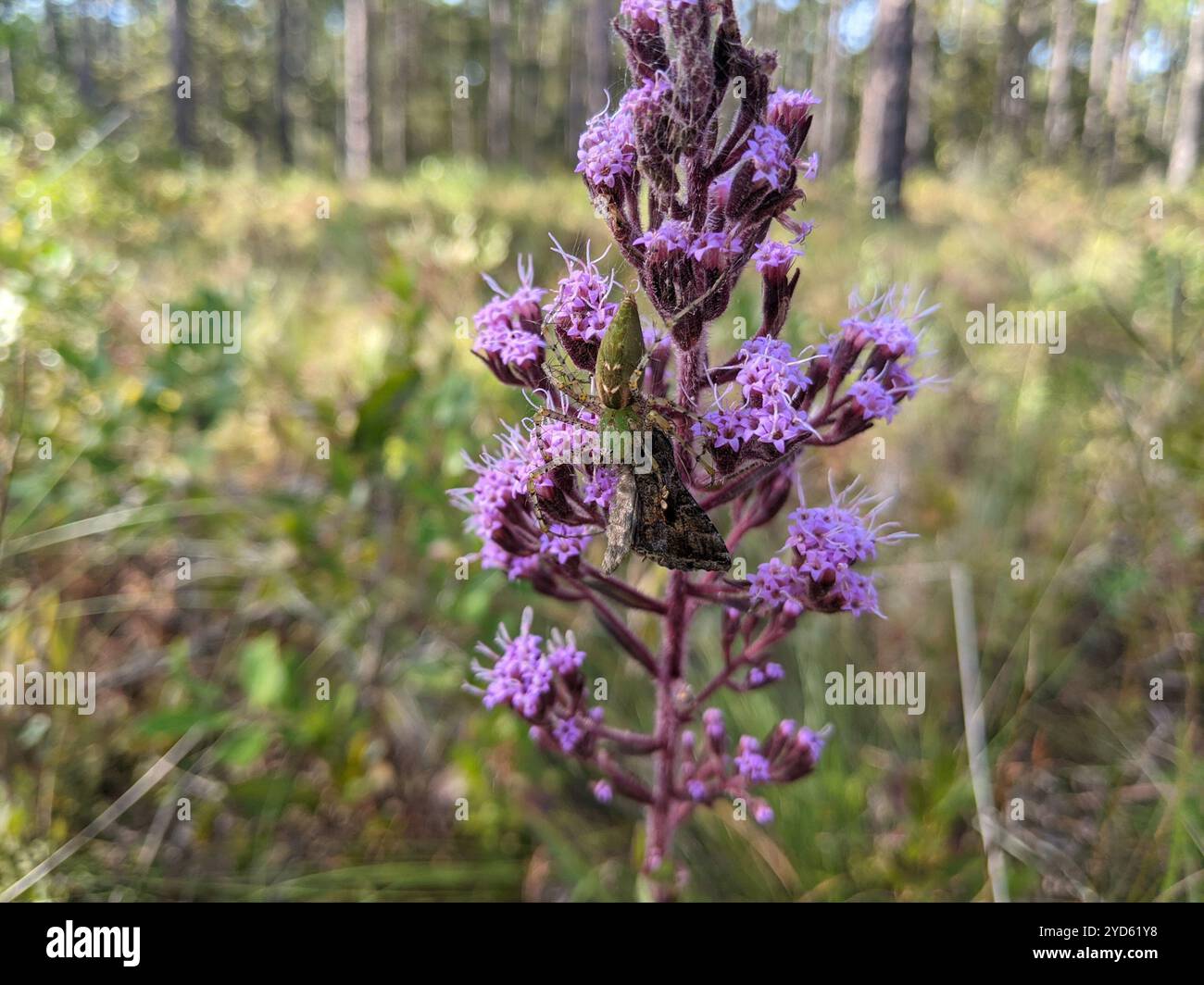 Plusiine Looper Moths (Plusiinae Stock Photo - Alamy