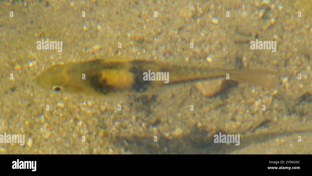 Lateristriga hi-res stock photography and images - Alamy