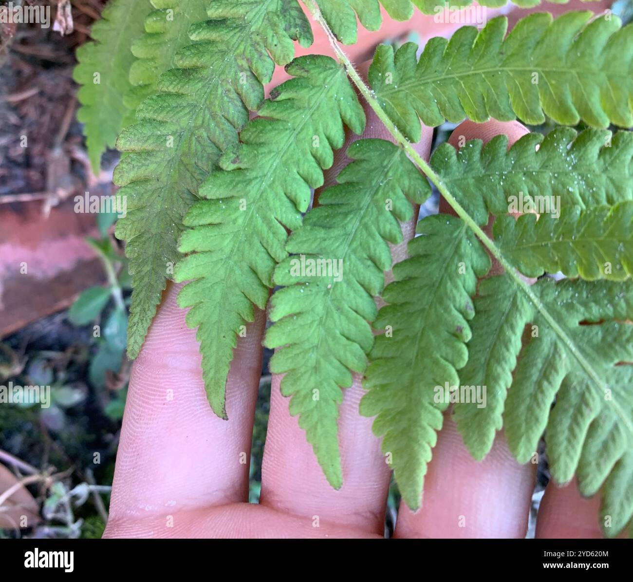 Soft Fern (Christella dentata Stock Photo - Alamy