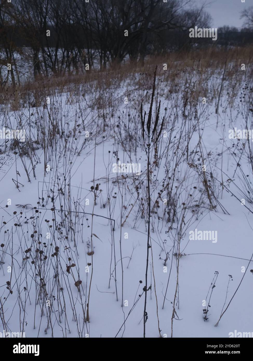 Culver's root (Veronicastrum virginicum Stock Photo - Alamy
