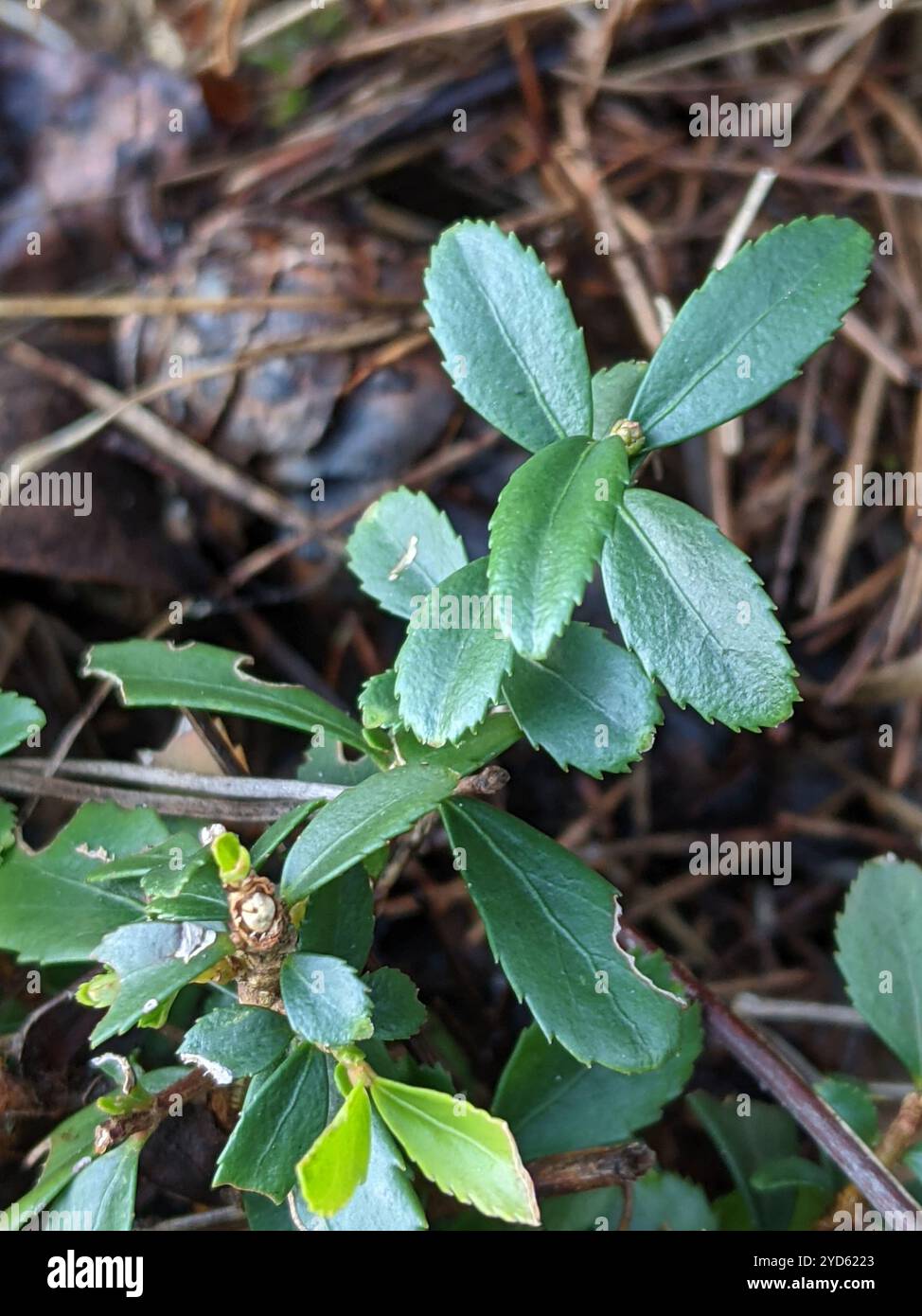 Oregon Boxwood (Paxistima myrsinites Stock Photo - Alamy