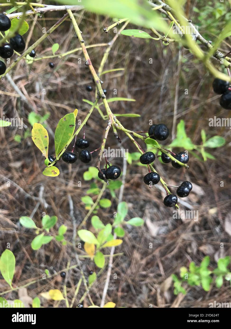 gallberry (Ilex glabra Stock Photo - Alamy