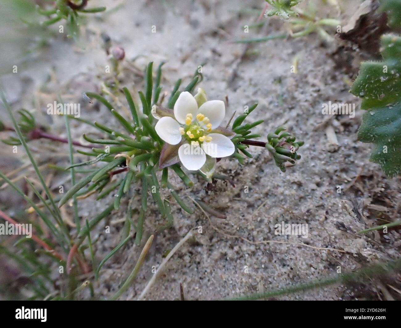 Pearlwort Spurrey (Spergula morisonii Stock Photo - Alamy