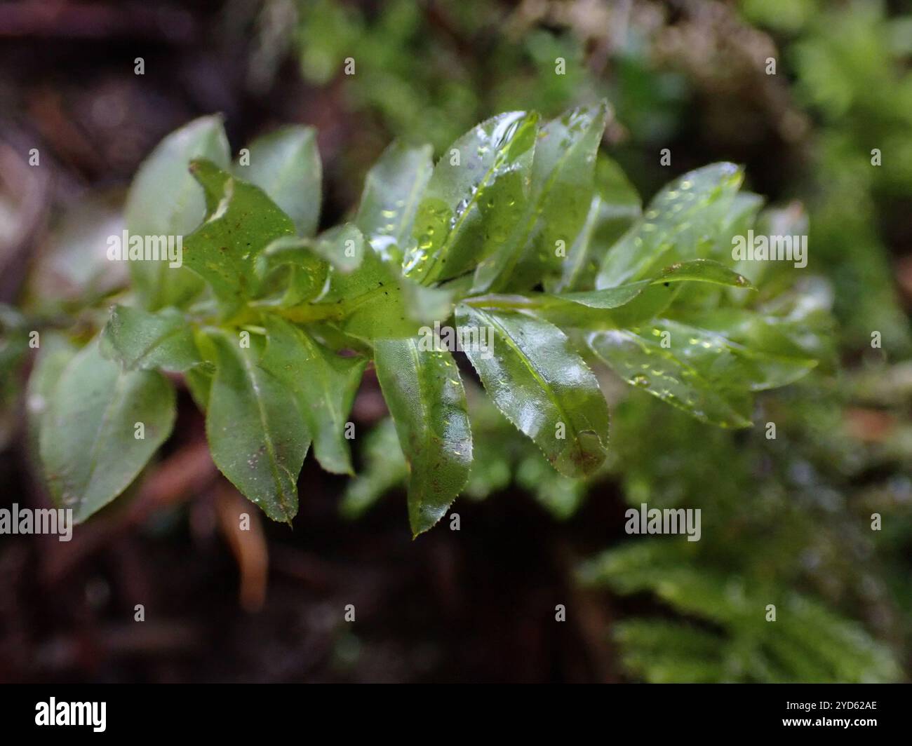 Thyme and Allied Mosses (Plagiomnium Stock Photo - Alamy