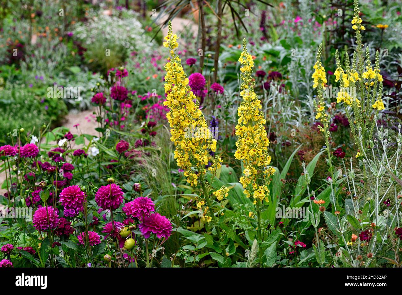 Dahlia Marcel Dassault,decorative dahlia,magenta purple flowers,magenta ...