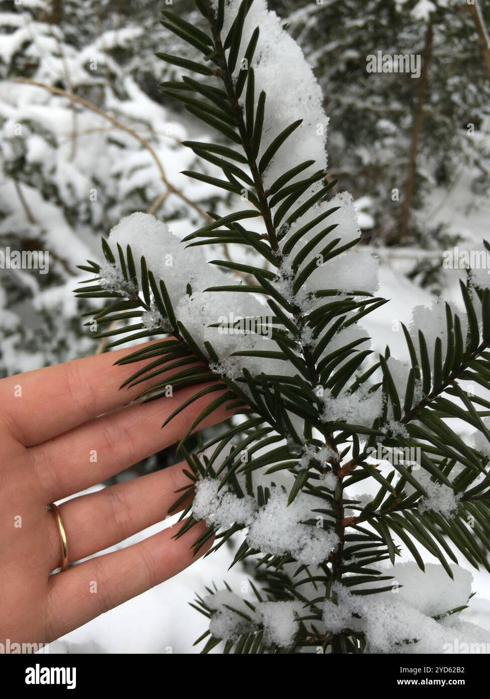 Canada yew (Taxus canadensis Stock Photo - Alamy