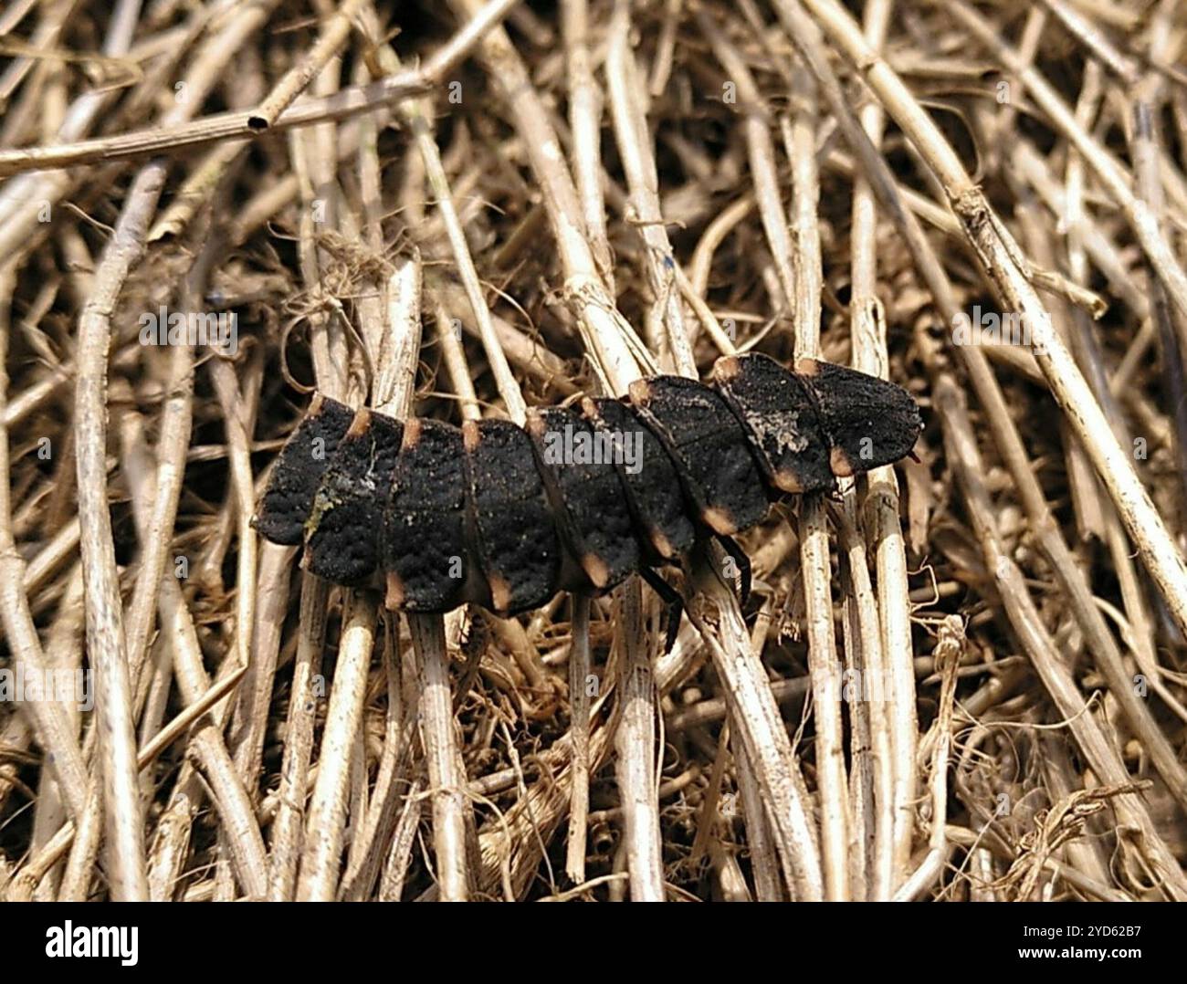 European Glow-worm (Lampyris noctiluca Stock Photo - Alamy