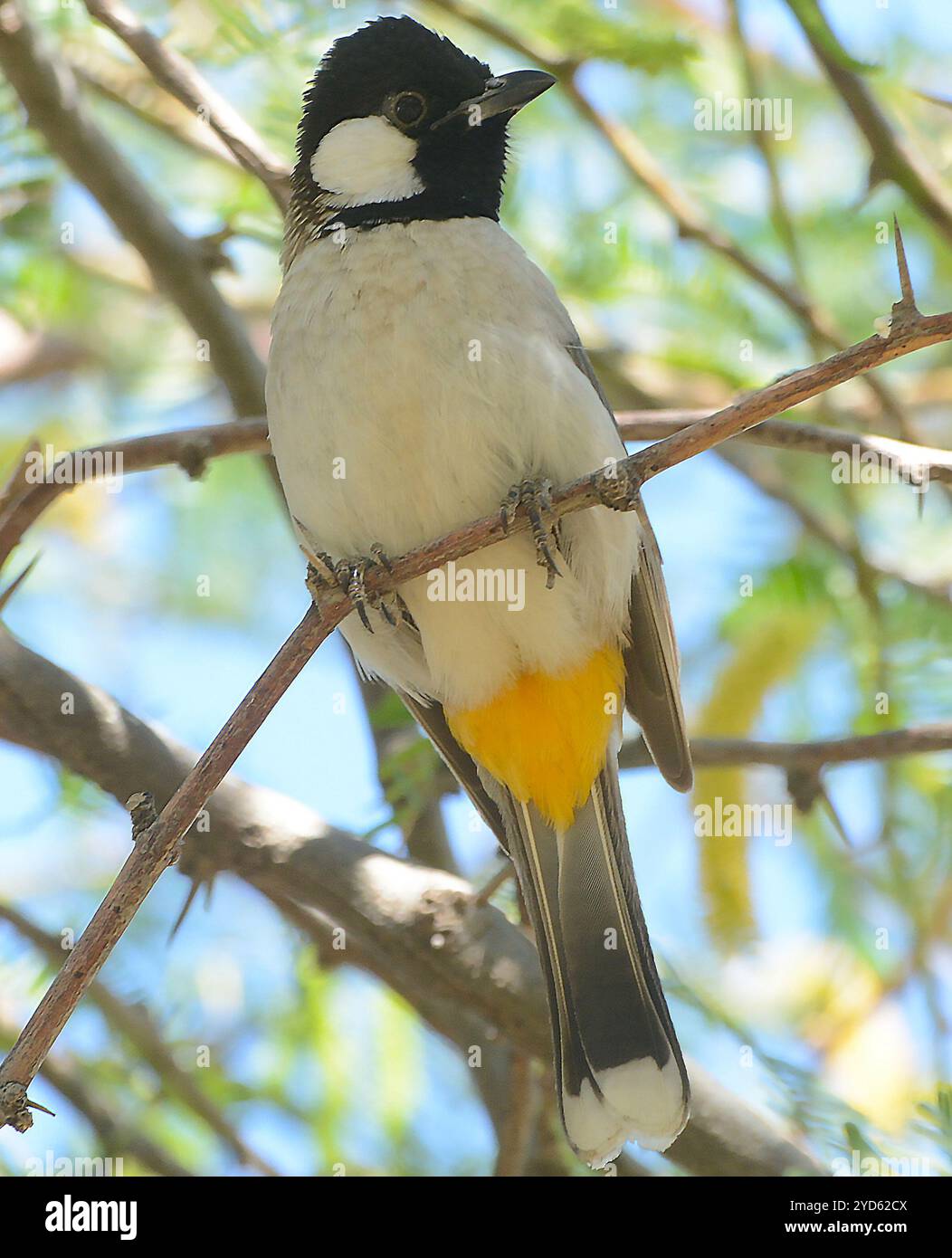 White-eared Bulbul (Pycnonotus leucotis Stock Photo - Alamy
