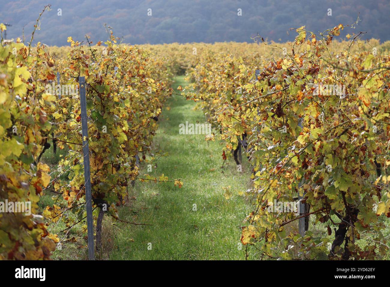 Vine vines climb into neighboring Row Stock Photo - Alamy