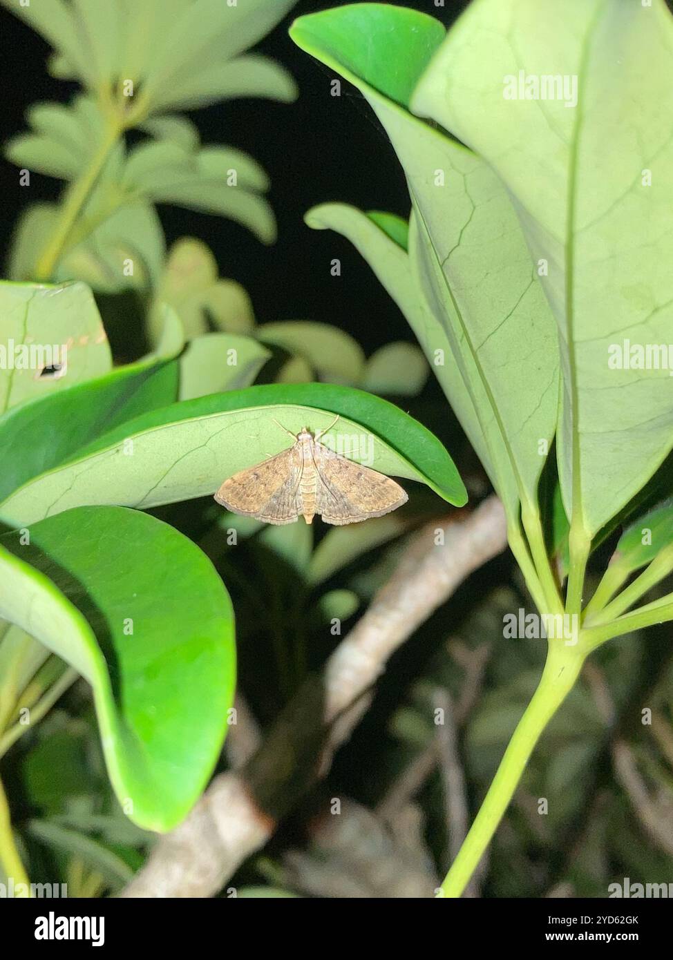 Dusky Herpetogramma Moth (Herpetogramma phaeopteralis Stock Photo - Alamy