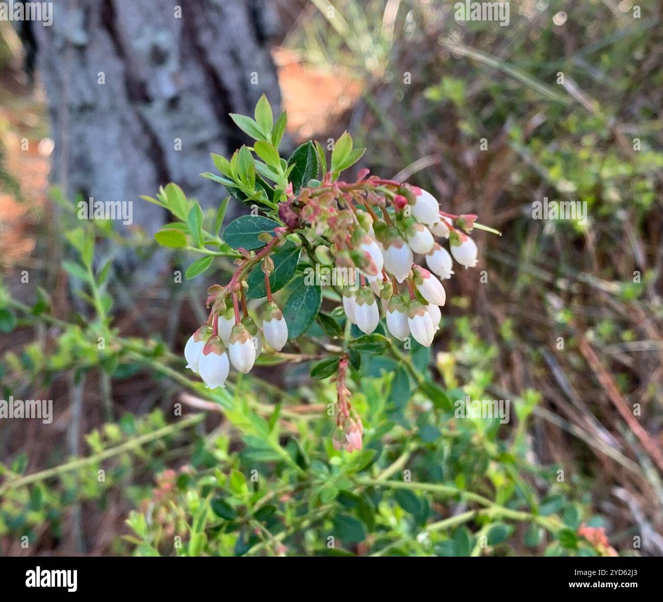 Shiny blueberry (Vaccinium myrsinites Stock Photo - Alamy