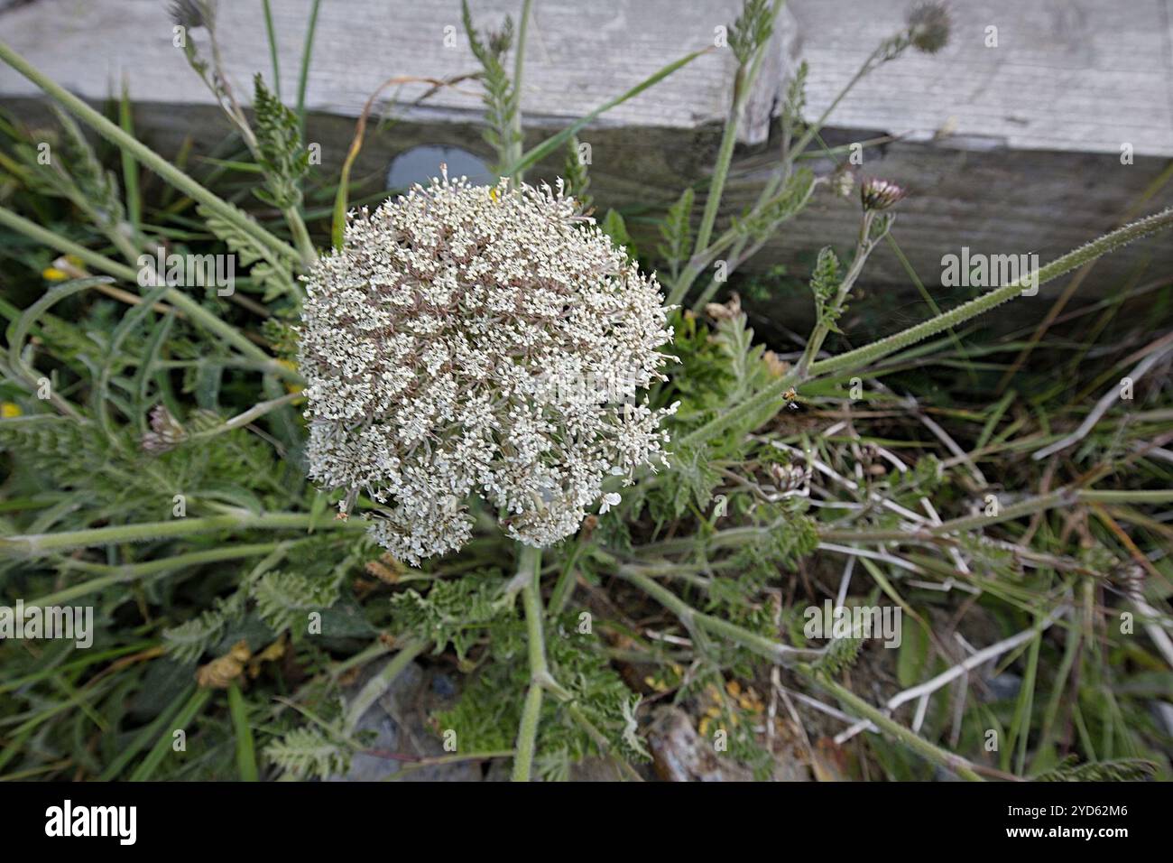 Gummifer sea carrot hi-res stock photography and images - Alamy