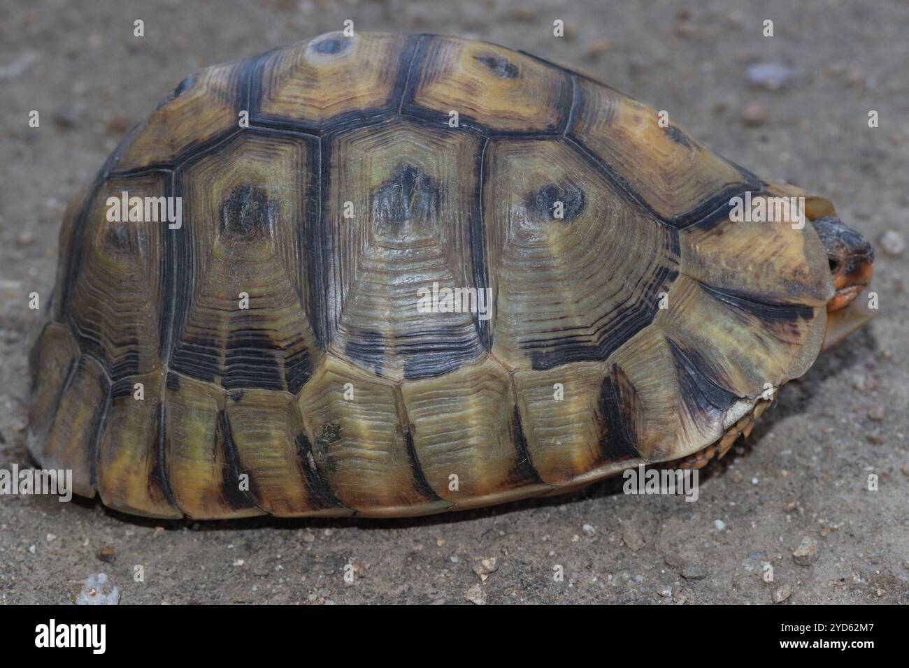 Angulate Tortoise (Chersina angulata Stock Photo - Alamy