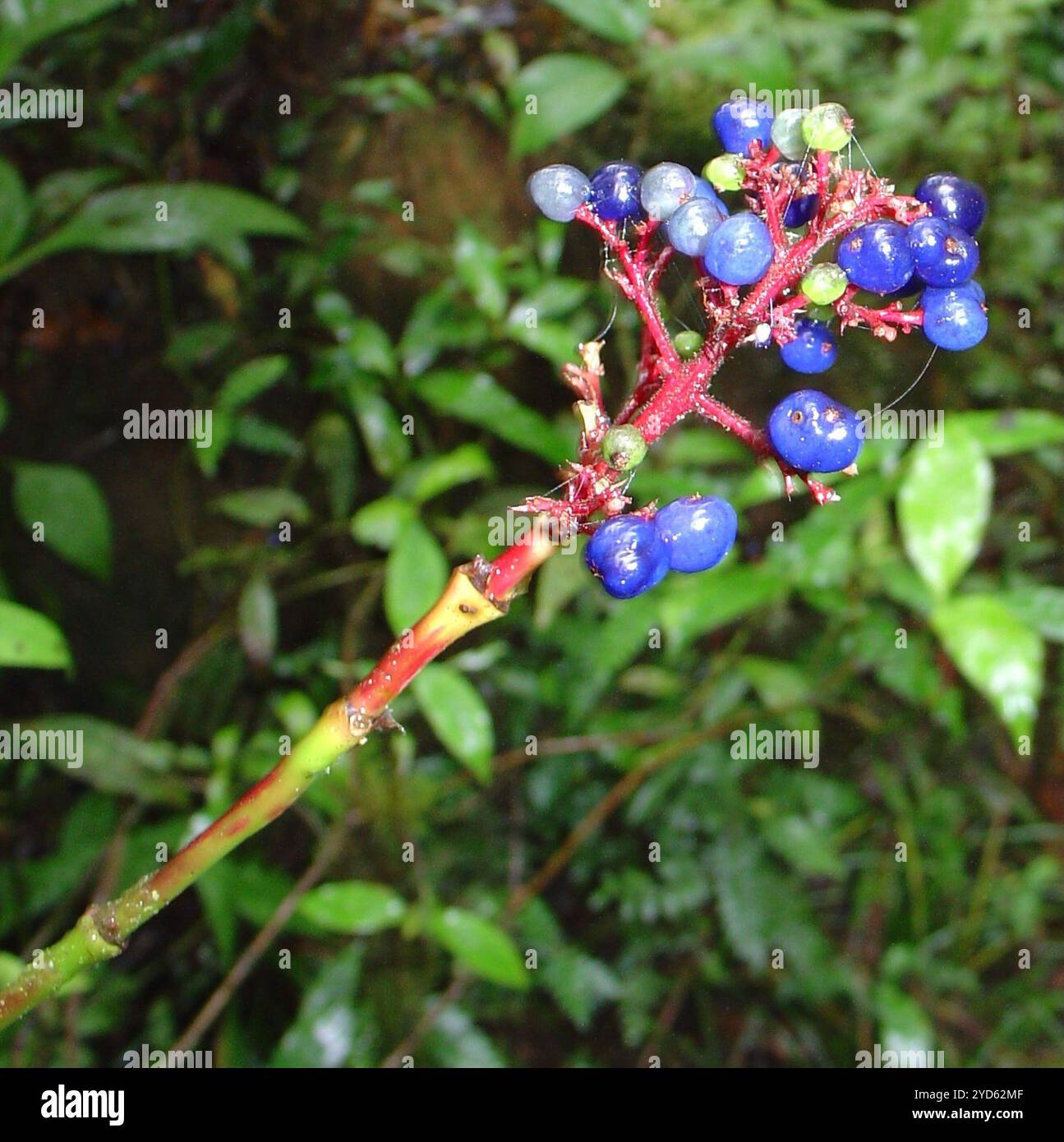 flowering plants (Angiospermae Stock Photo - Alamy