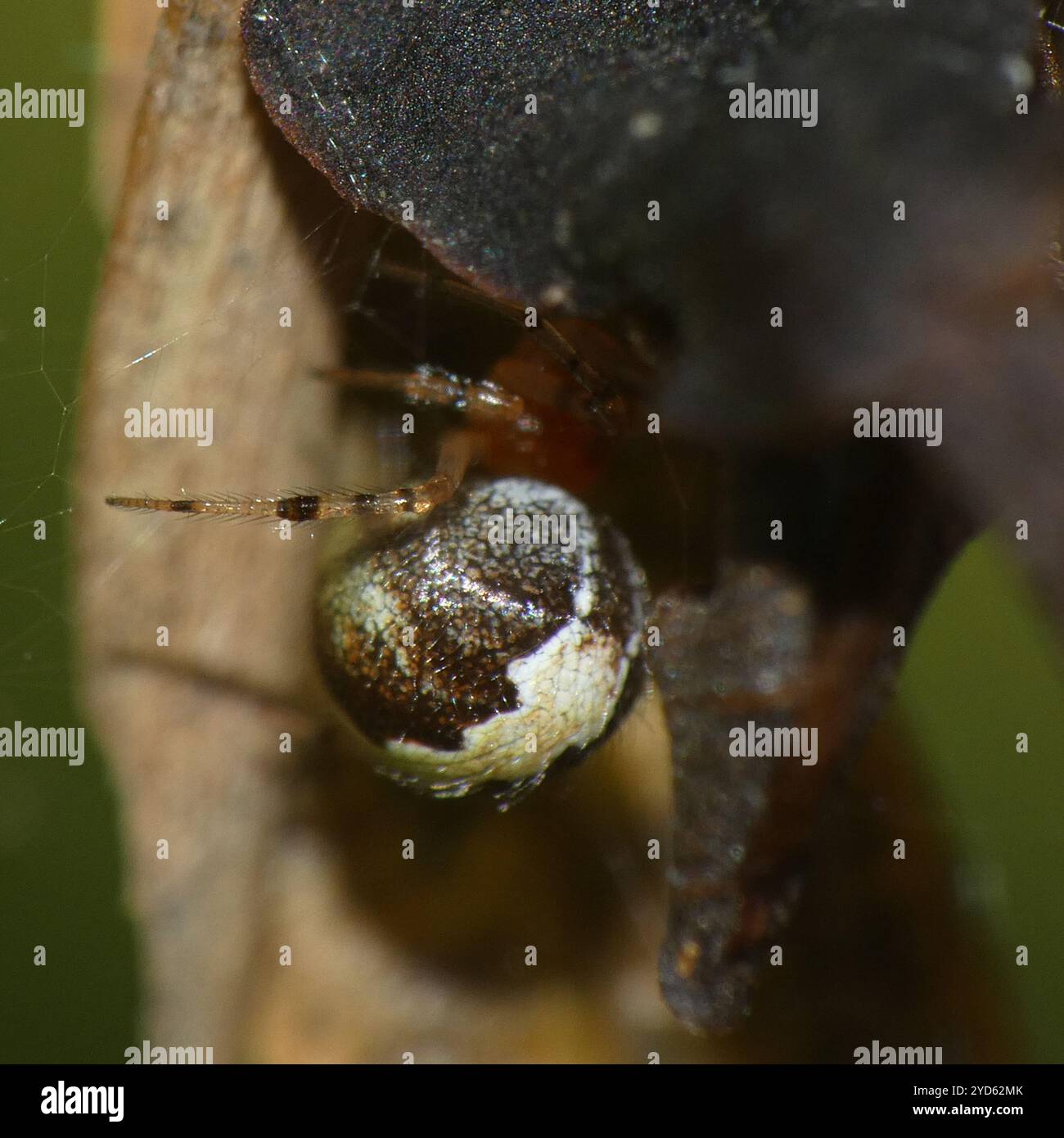 Typical Cobweb Spiders (Theridion Stock Photo - Alamy