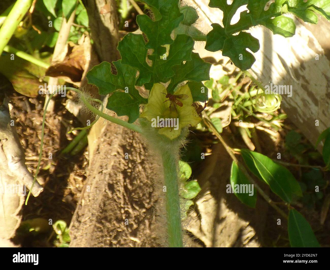 Stingless Bees (Meliponini Stock Photo - Alamy