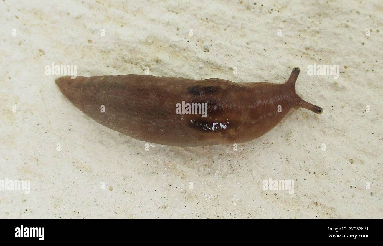 Threeband Slugs (Ambigolimax Stock Photo - Alamy