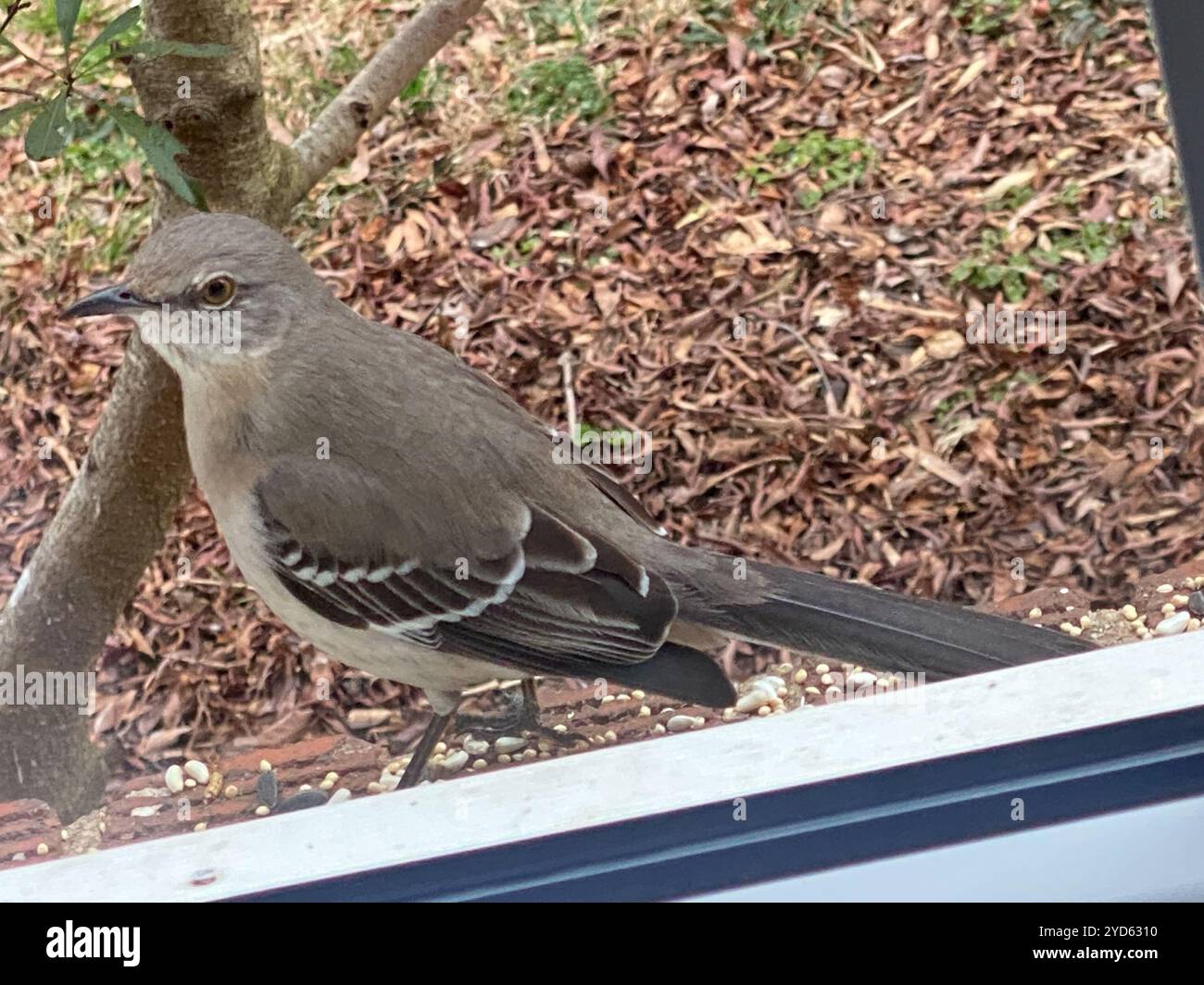 Northern Mockingbird (Mimus polyglottos Stock Photo - Alamy
