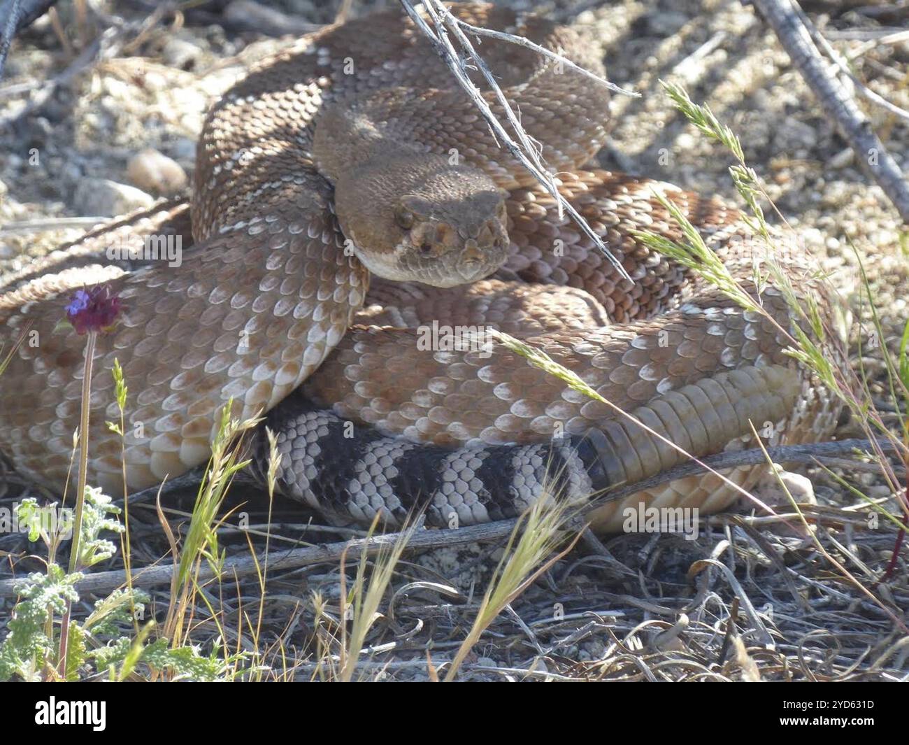 Red Diamond Rattlesnake (Crotalus ruber Stock Photo - Alamy