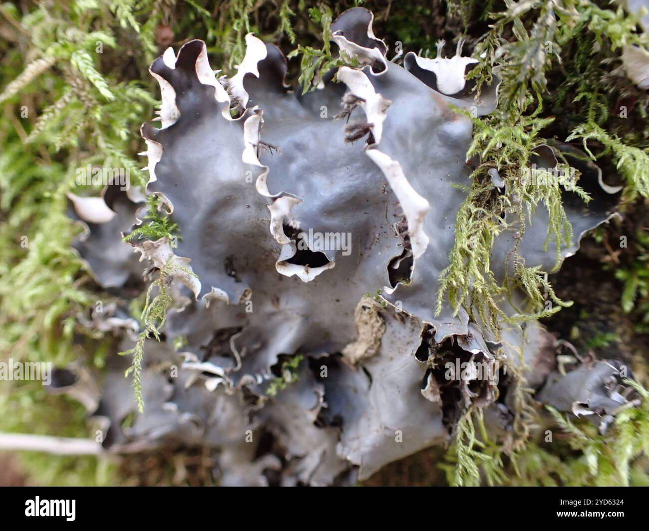 pelt lichens (Peltigera Stock Photo - Alamy
