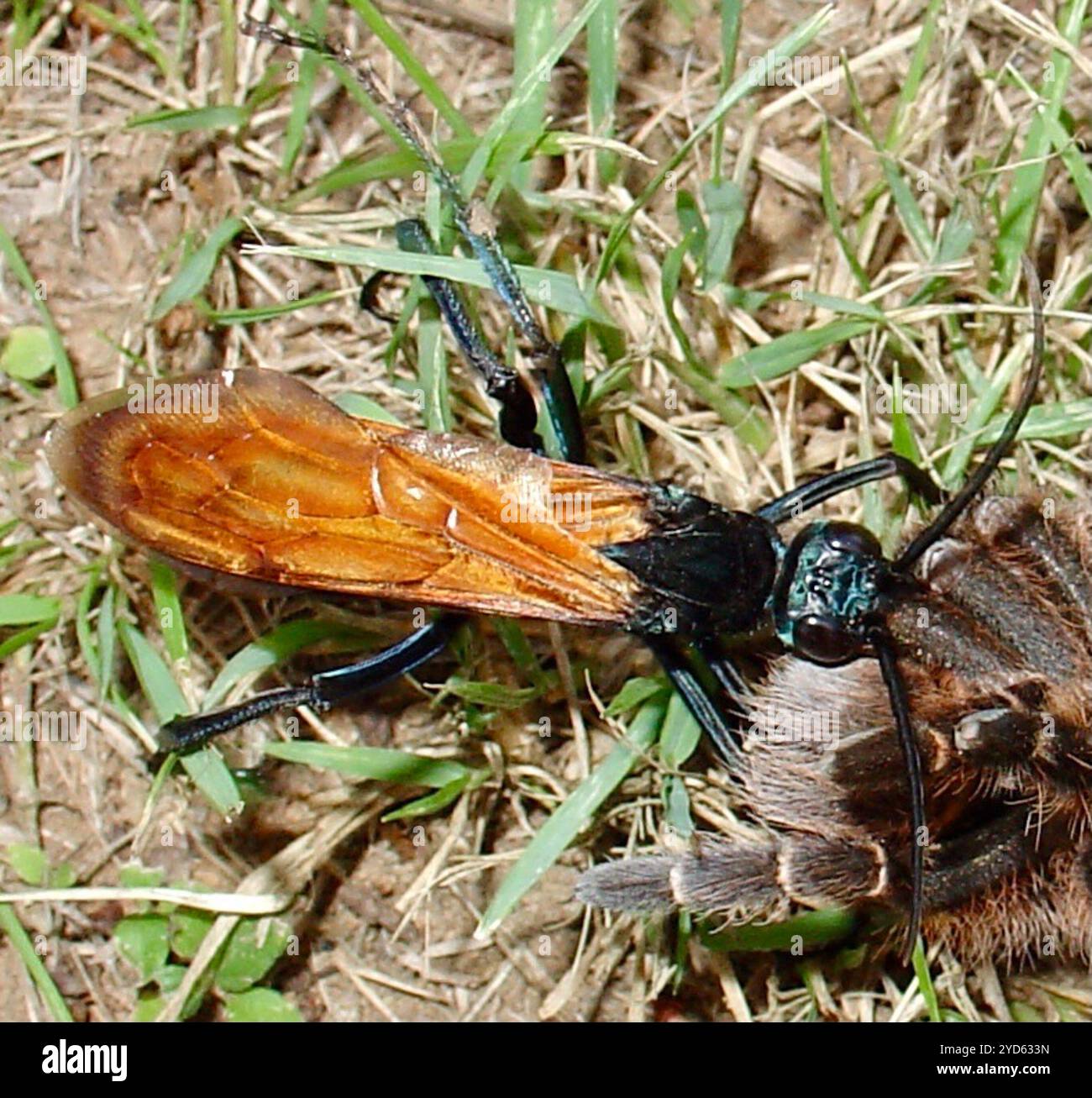 New World Tarantula-hawk Wasps (Pepsis Stock Photo - Alamy