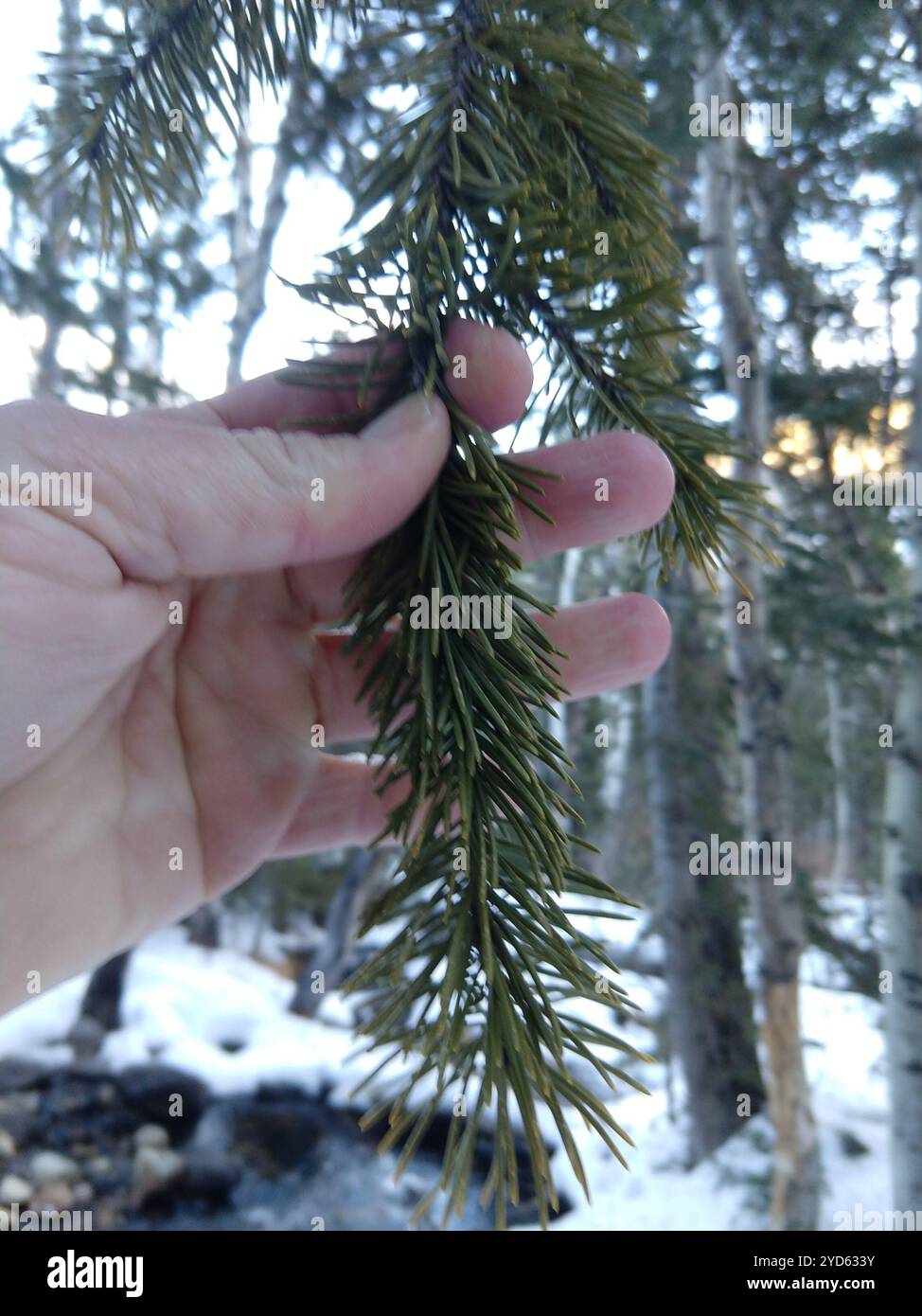 Engelmann spruce (Picea engelmannii Stock Photo - Alamy