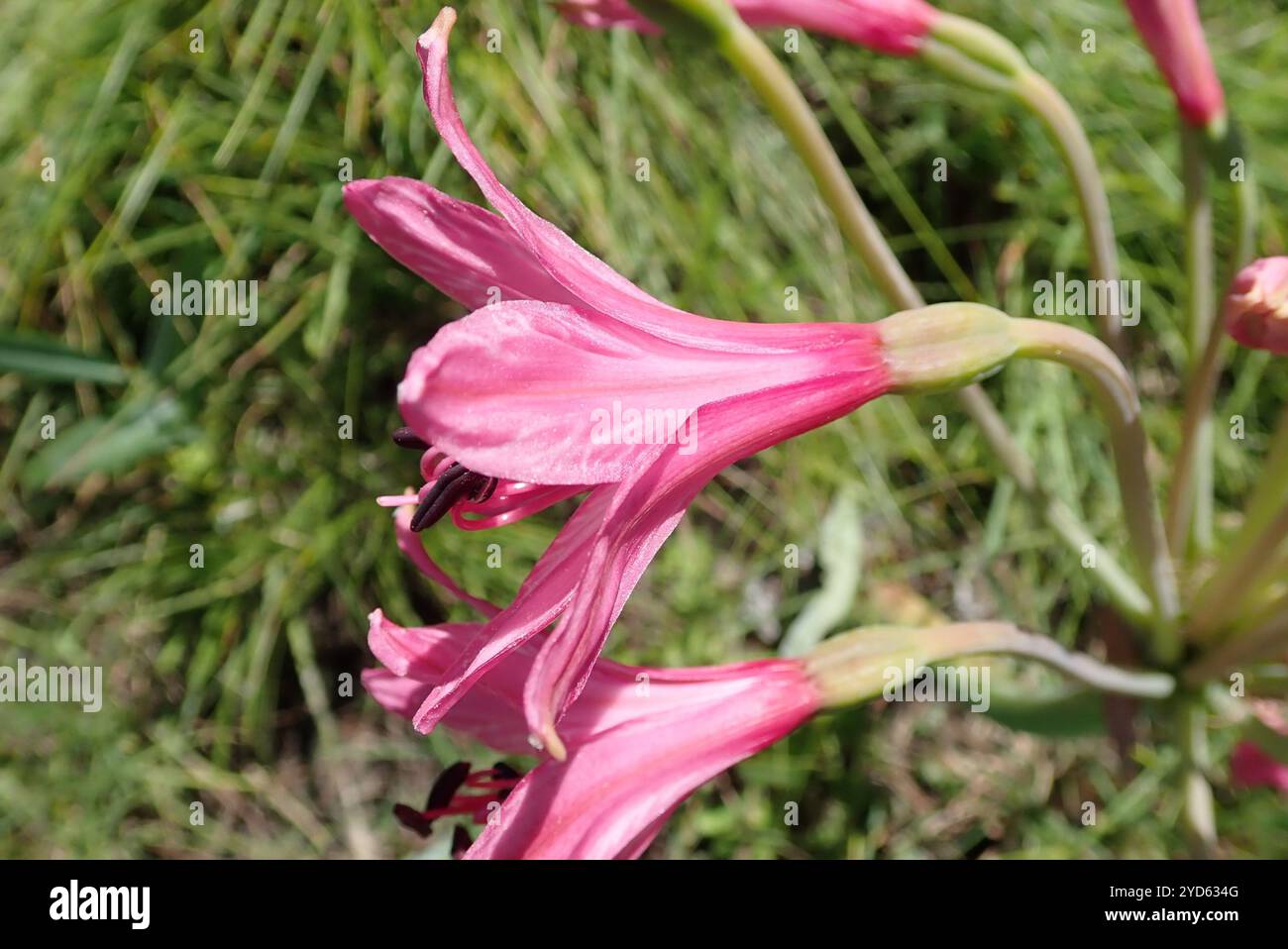Giant Candelabra (Brunsvigia grandiflora Stock Photo - Alamy